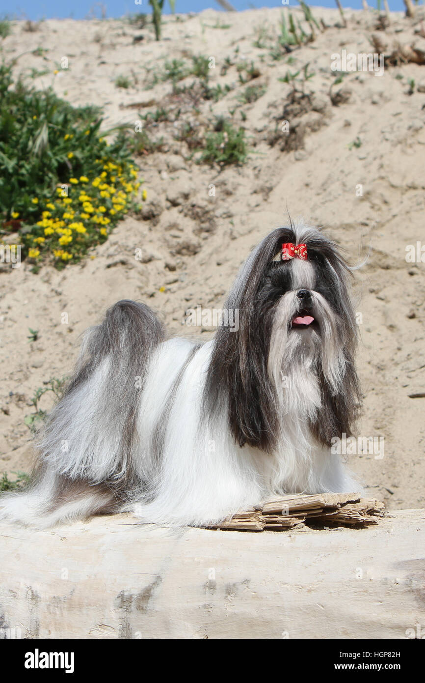 Shih Tzu Dog adult adults standing Grey profile Stock Photo - Alamy