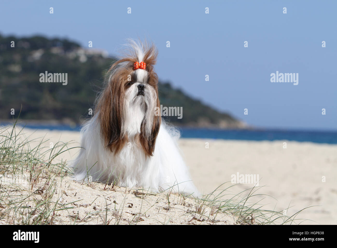Shih Tzu Dog adult adults In the dune standing Dark/Light Brown Stock ...