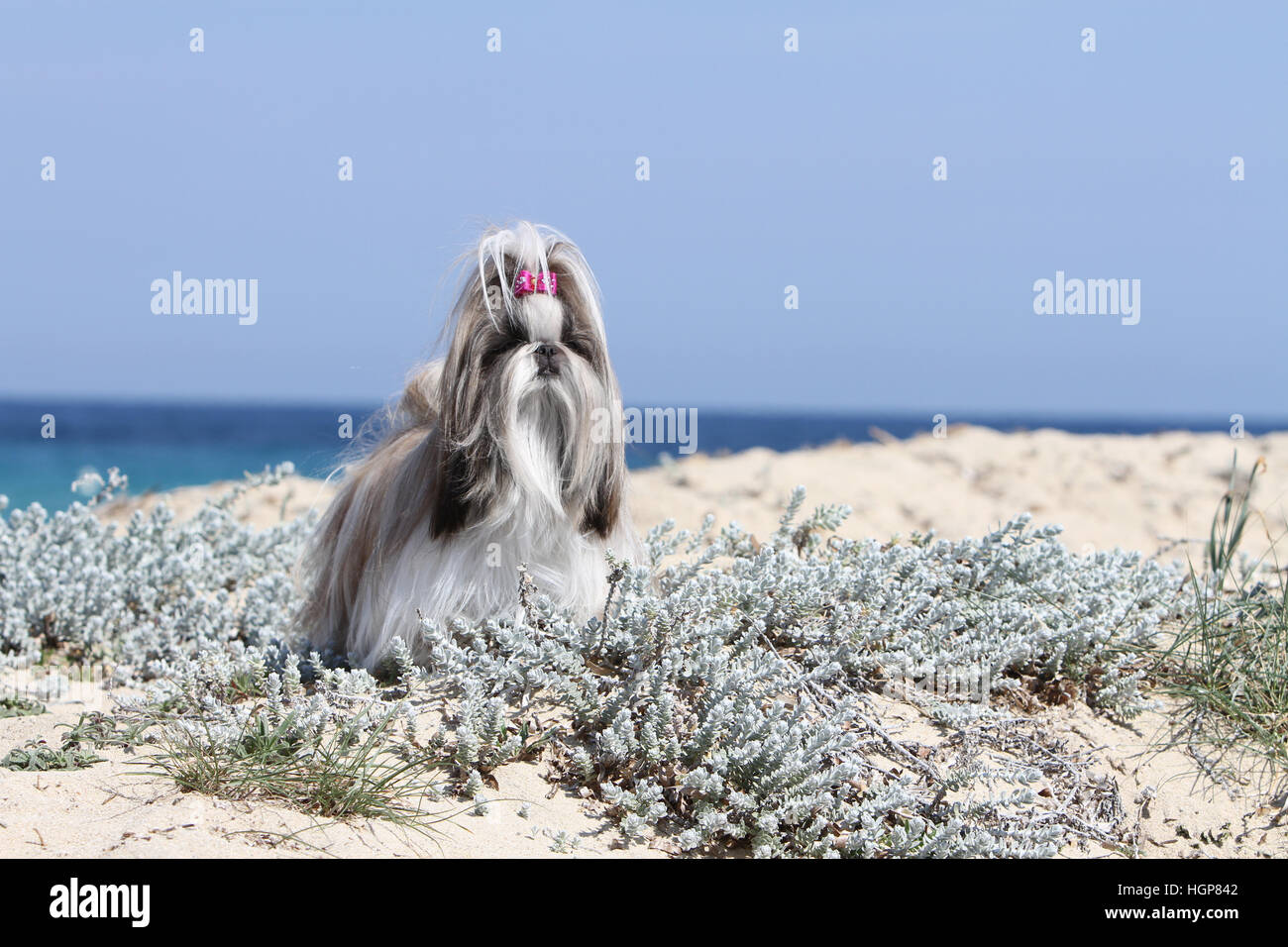 Shih Tzu Dog adult adults In the dune standing Grey Stock Photo - Alamy
