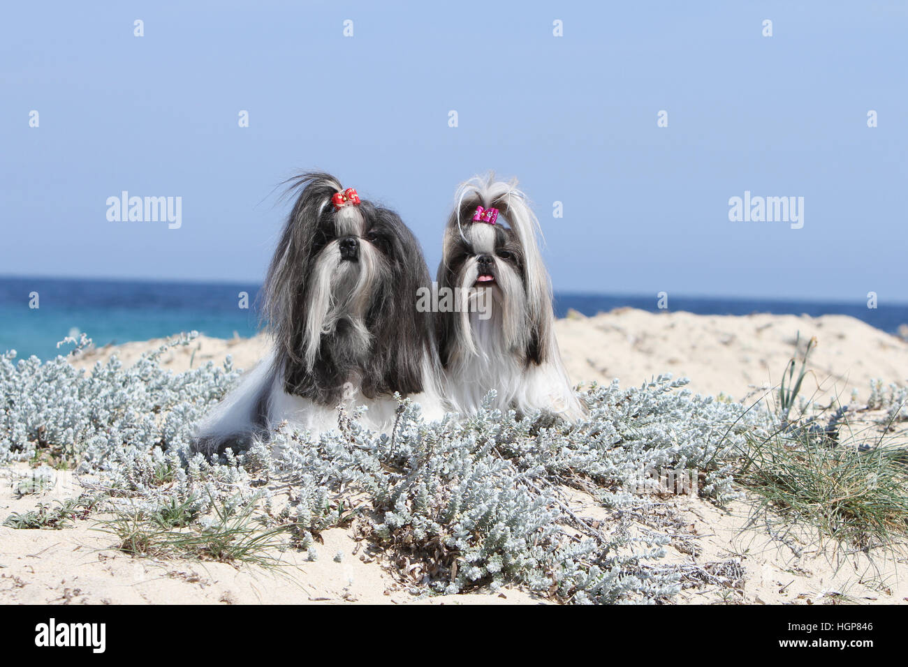 Shih Tzu Dog two adult adults lying profile on the beach Stock Photo ...