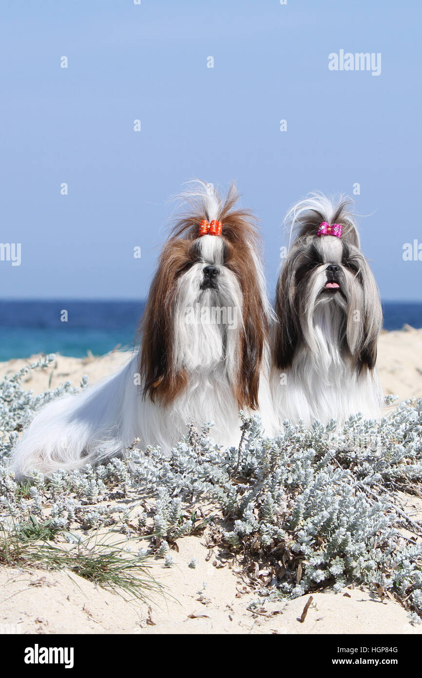 Shih Tzu Dog two adult adults lying profile on the beach Stock Photo ...