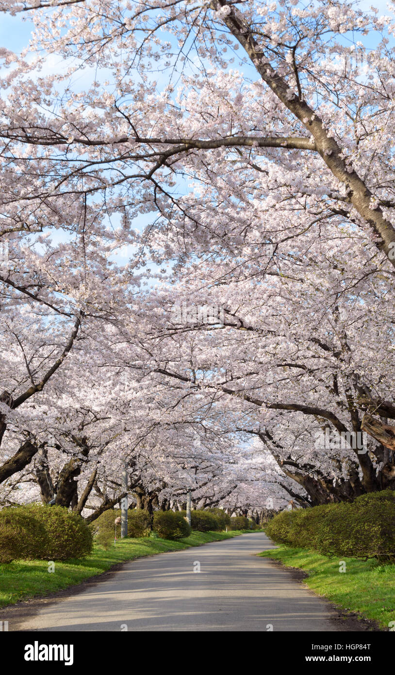 cherry blossom tree road and blue sky background Stock Photo - Alamy