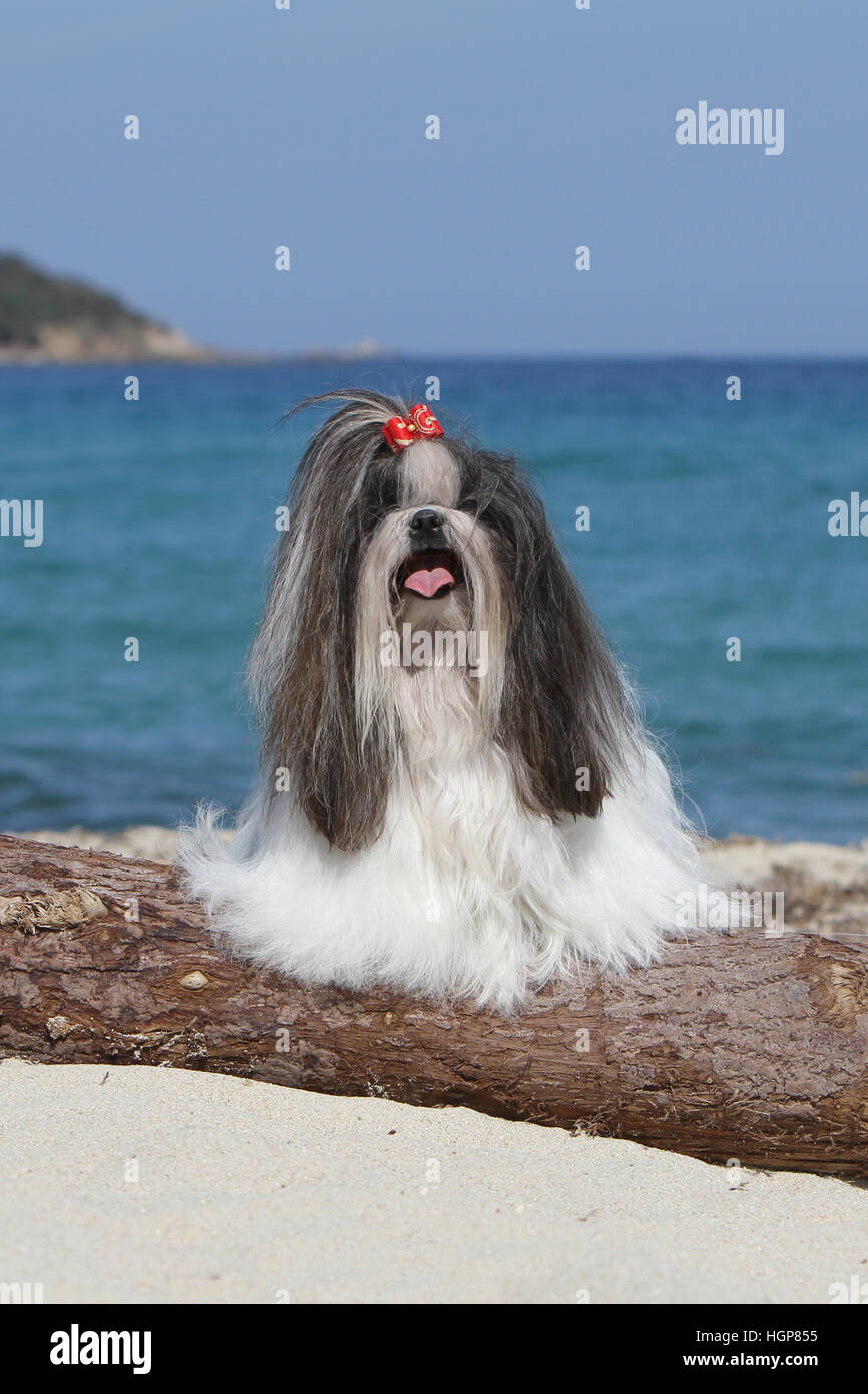 Shih Tzu Dog adult adults standing Grey profile Stock Photo - Alamy