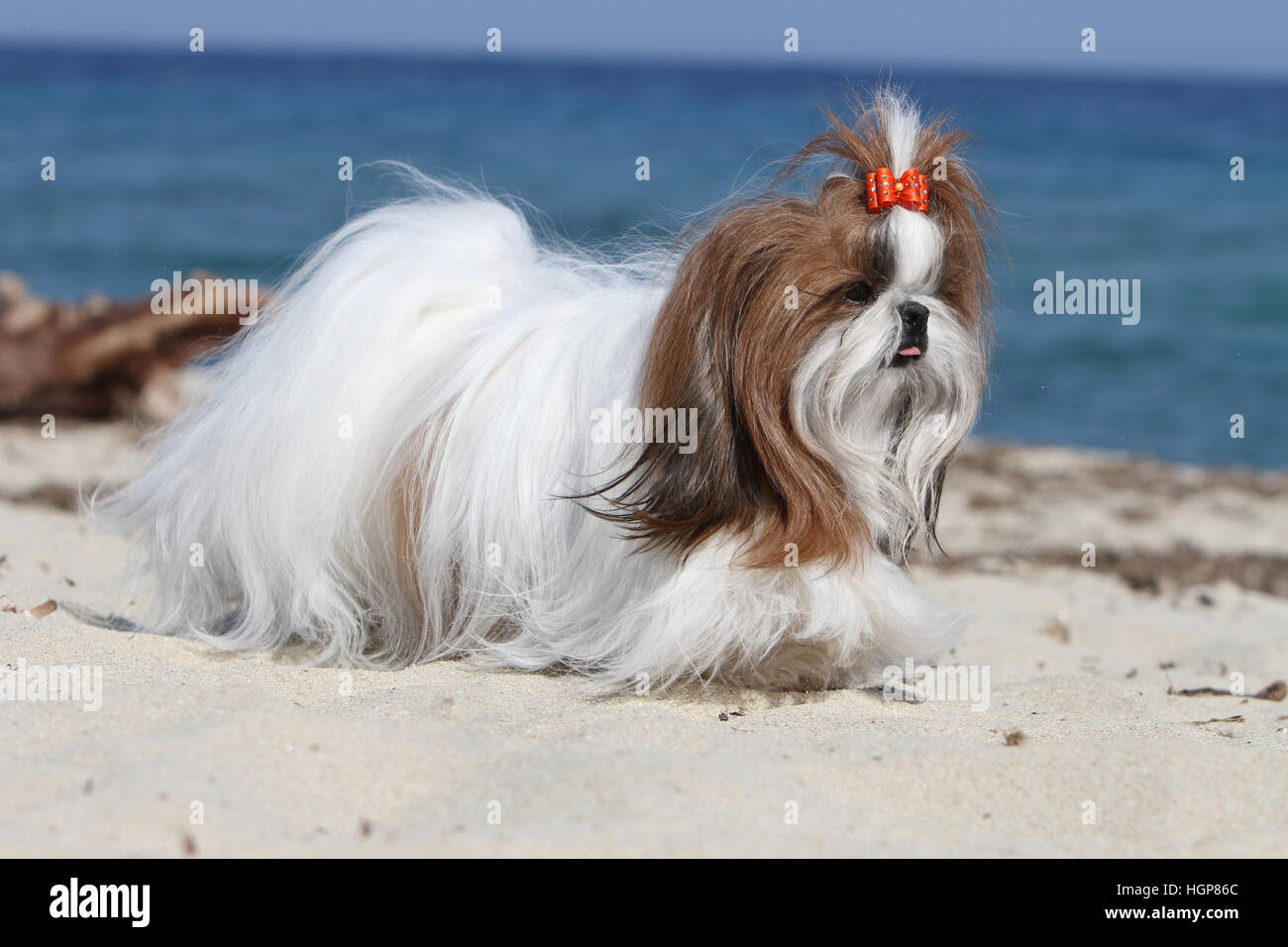 Shih Tzu Dog adult adults running profile on the beach Stock Photo - Alamy
