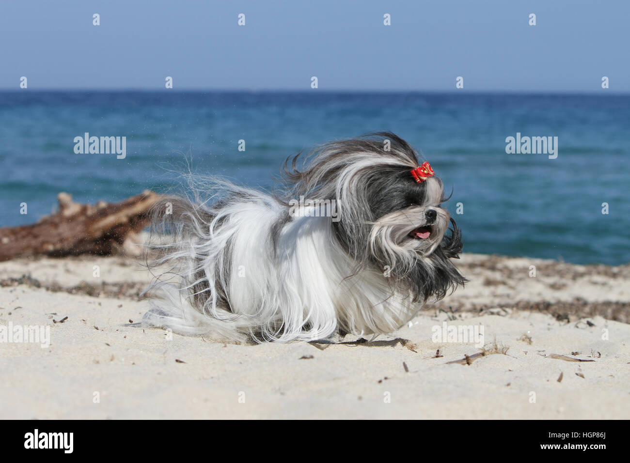Shih tzu dog running on hi-res stock photography and images - Alamy