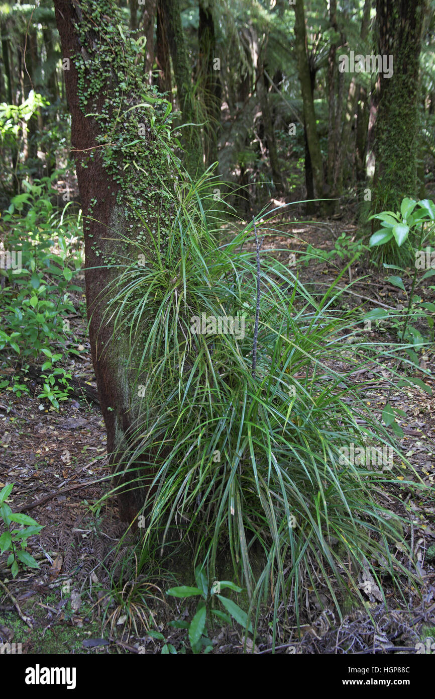 Kiekie Freycinetia banksii growing up tree trunk New Zealand Stock ...