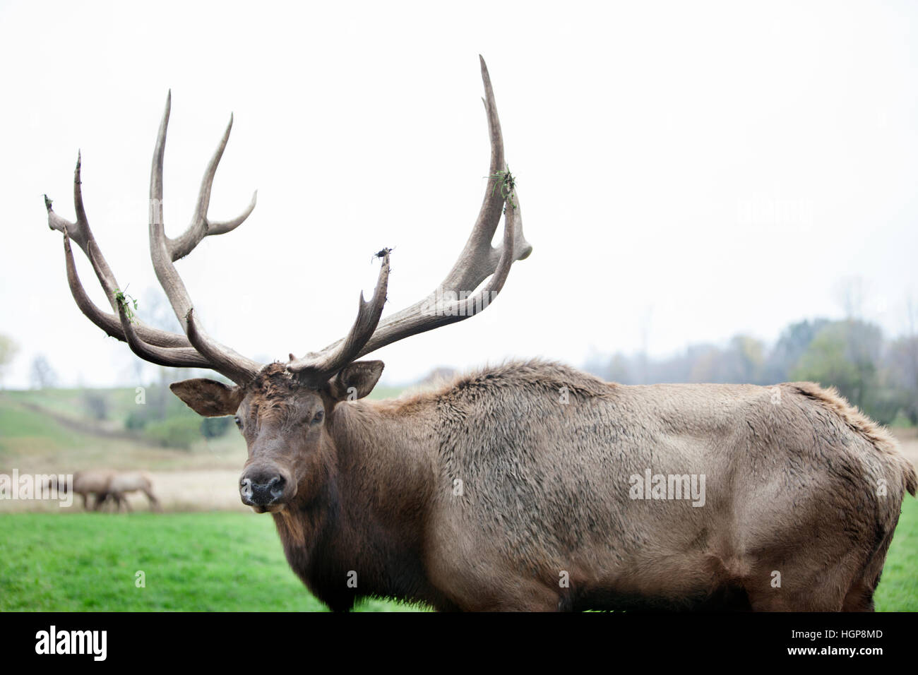 A Stag Elk in a field Stock Photo - Alamy