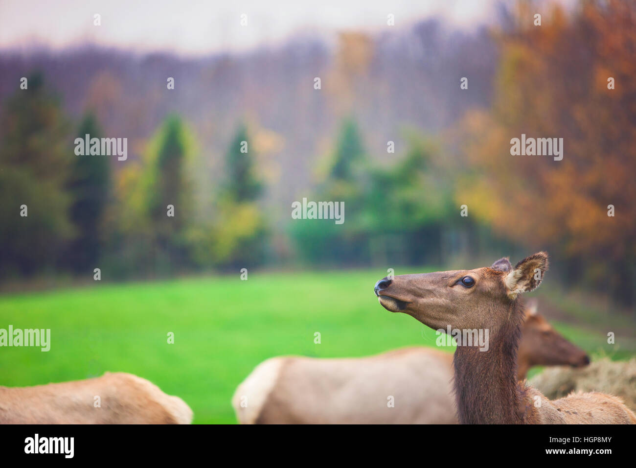 Female elk hi-res stock photography and images - Alamy
