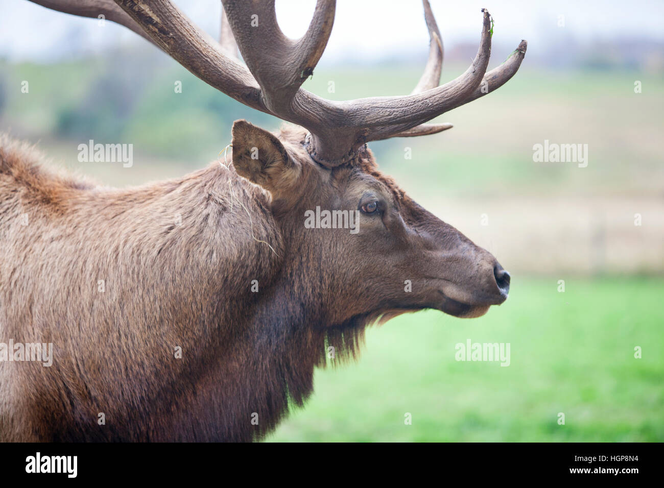 A Stag Elk in a field Stock Photo - Alamy