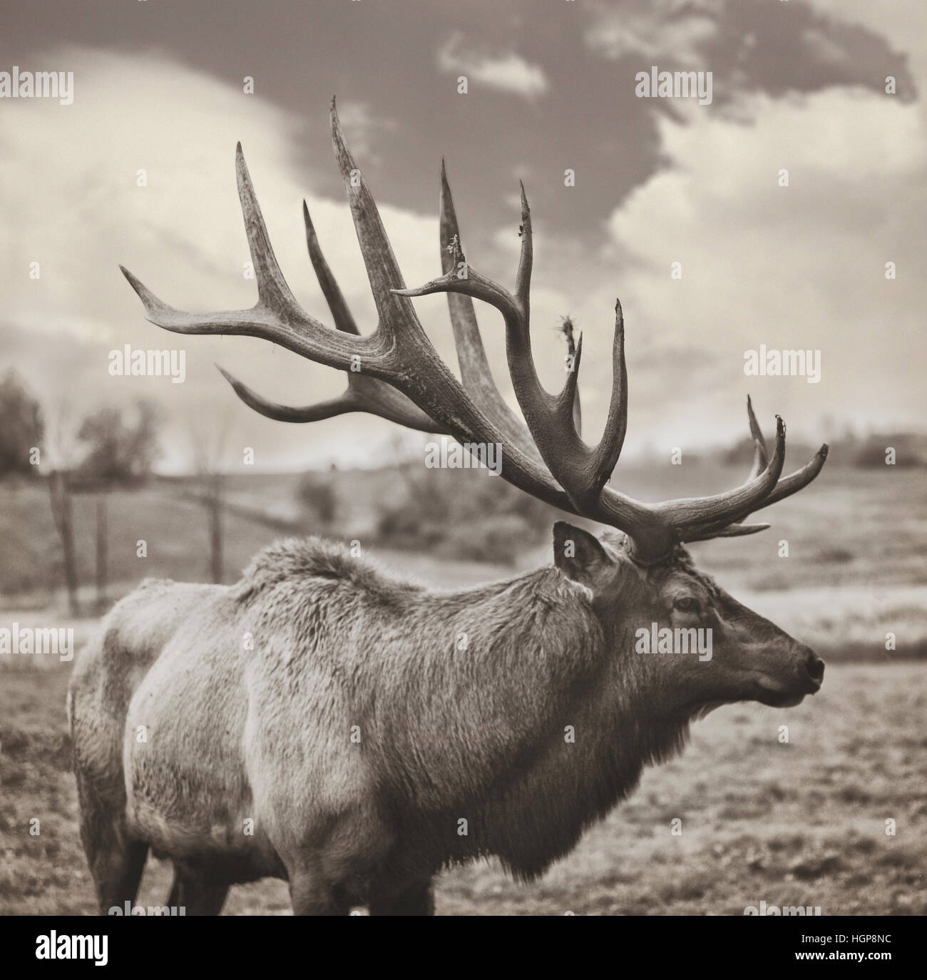 Black and white elk hi-res stock photography and images - Alamy