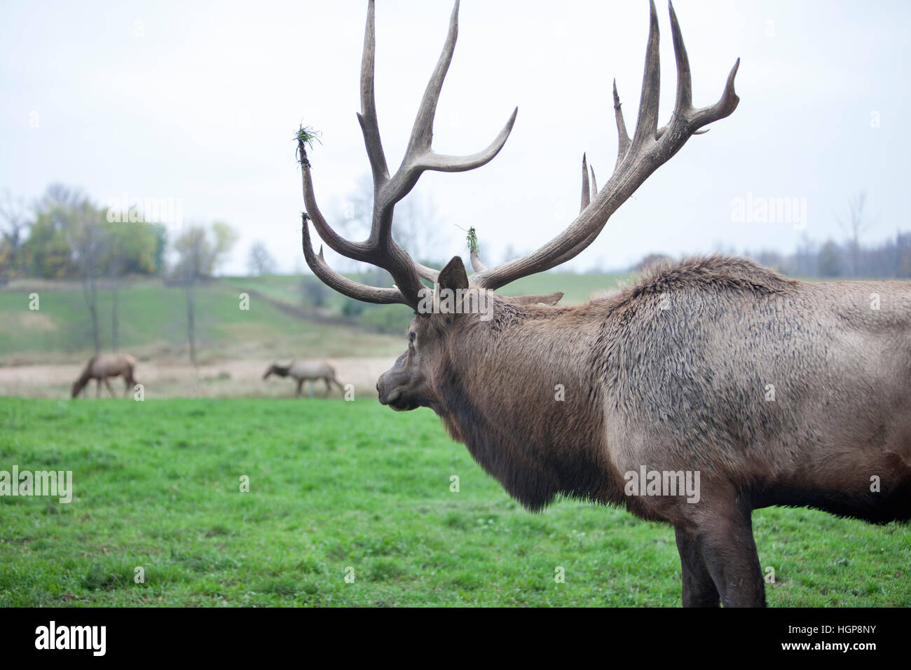 A Stag Elk in a field Stock Photo - Alamy