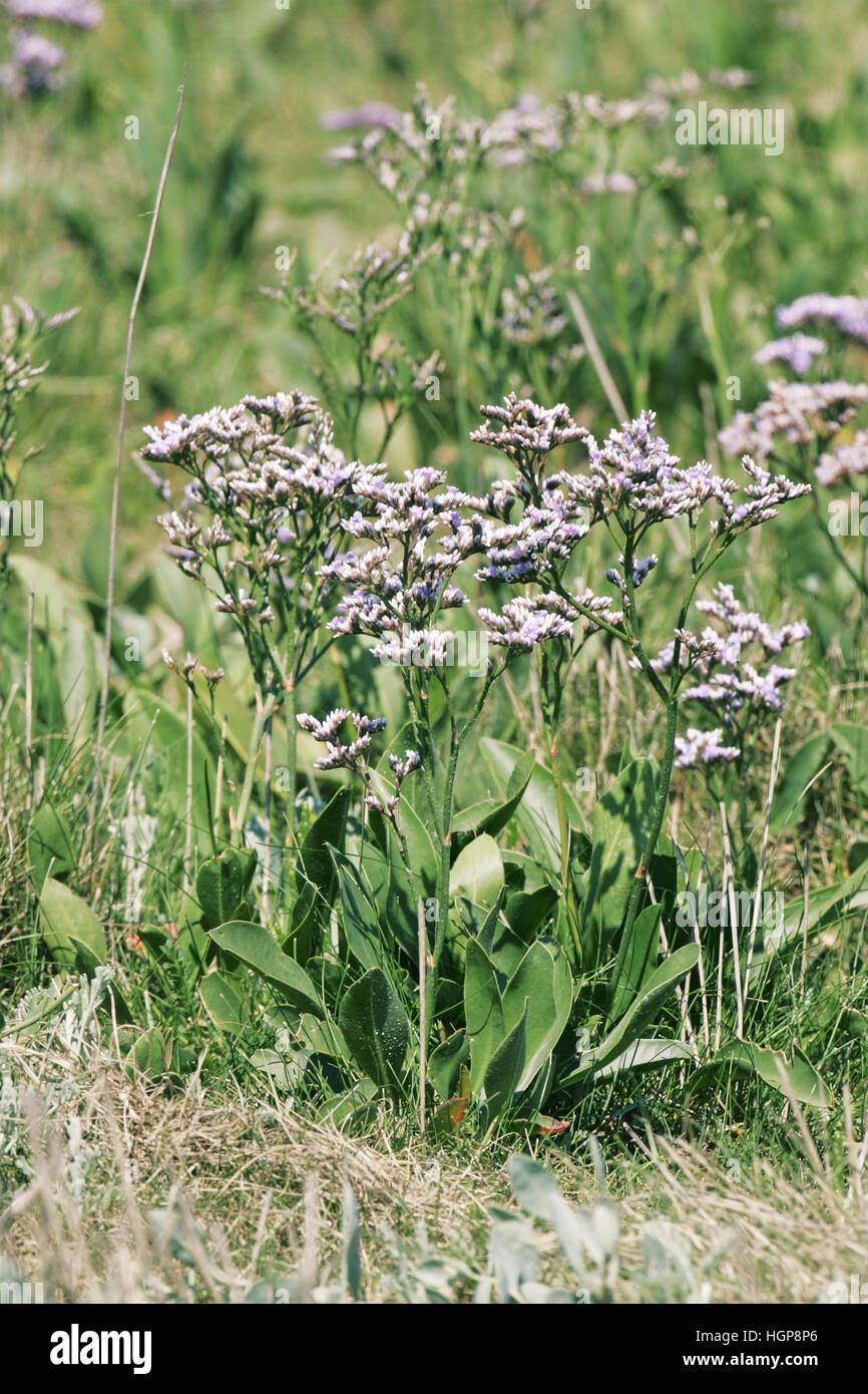 Common sea-lavender Limonium vulgare Stock Photo - Alamy