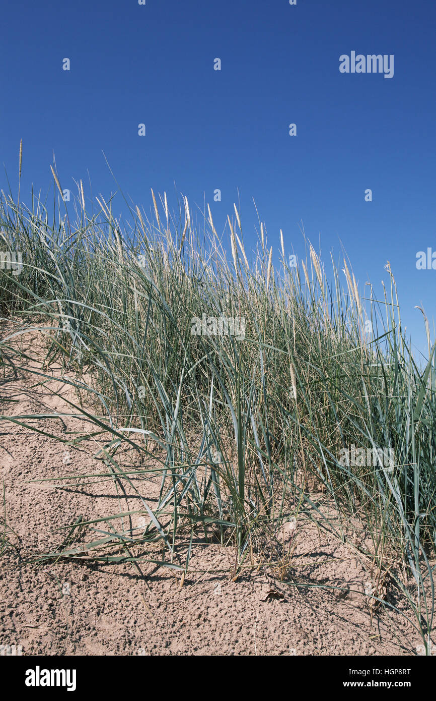 Marram grass flower hi-res stock photography and images - Alamy