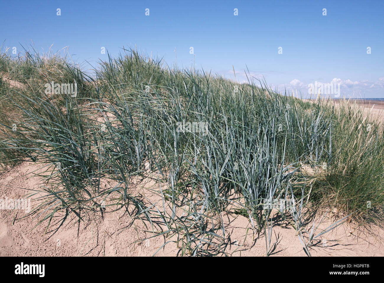 Marram grass flower hi-res stock photography and images - Alamy