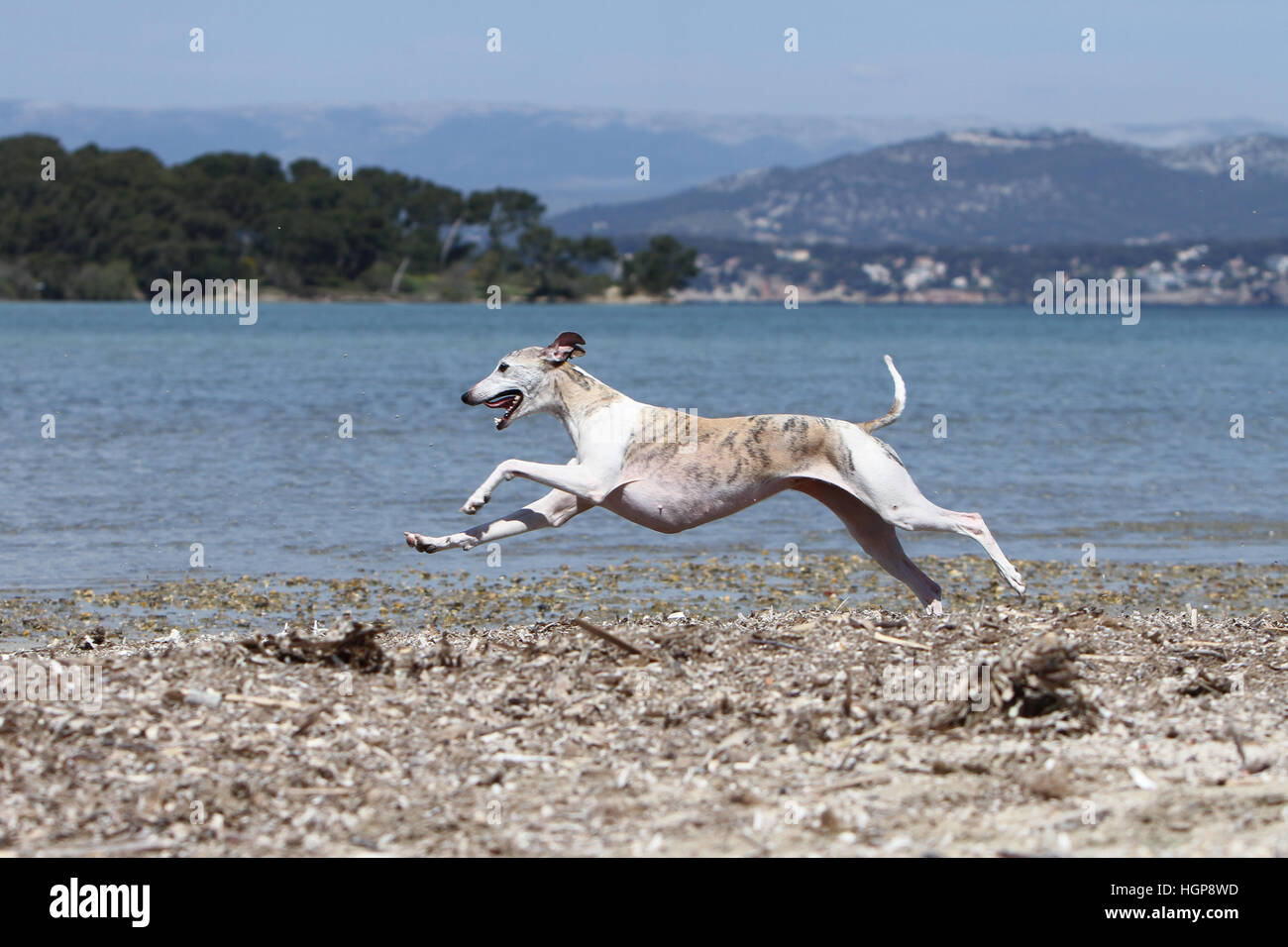 Dog Whippet (English Greyhound Miniature) adult running on the beach ...