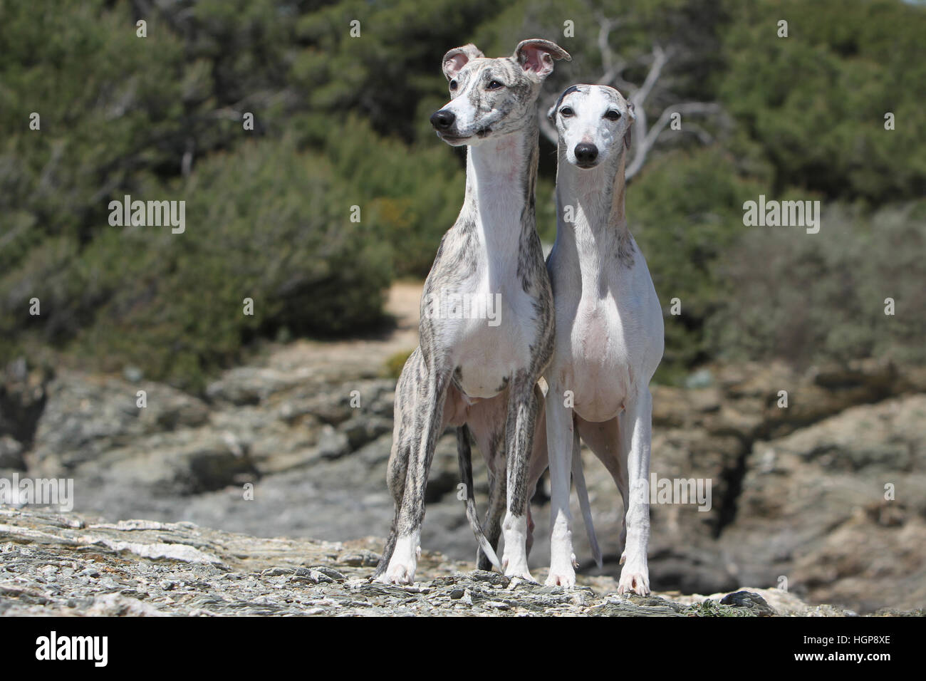 Two whippets hi-res stock photography and images - Alamy