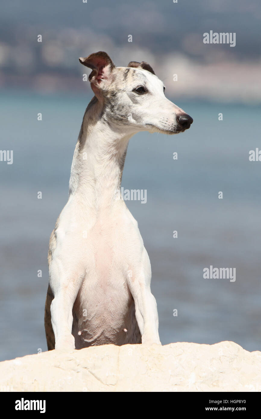 Dog Whippet (English Greyhound Miniature) adult sitting on the beach on ...