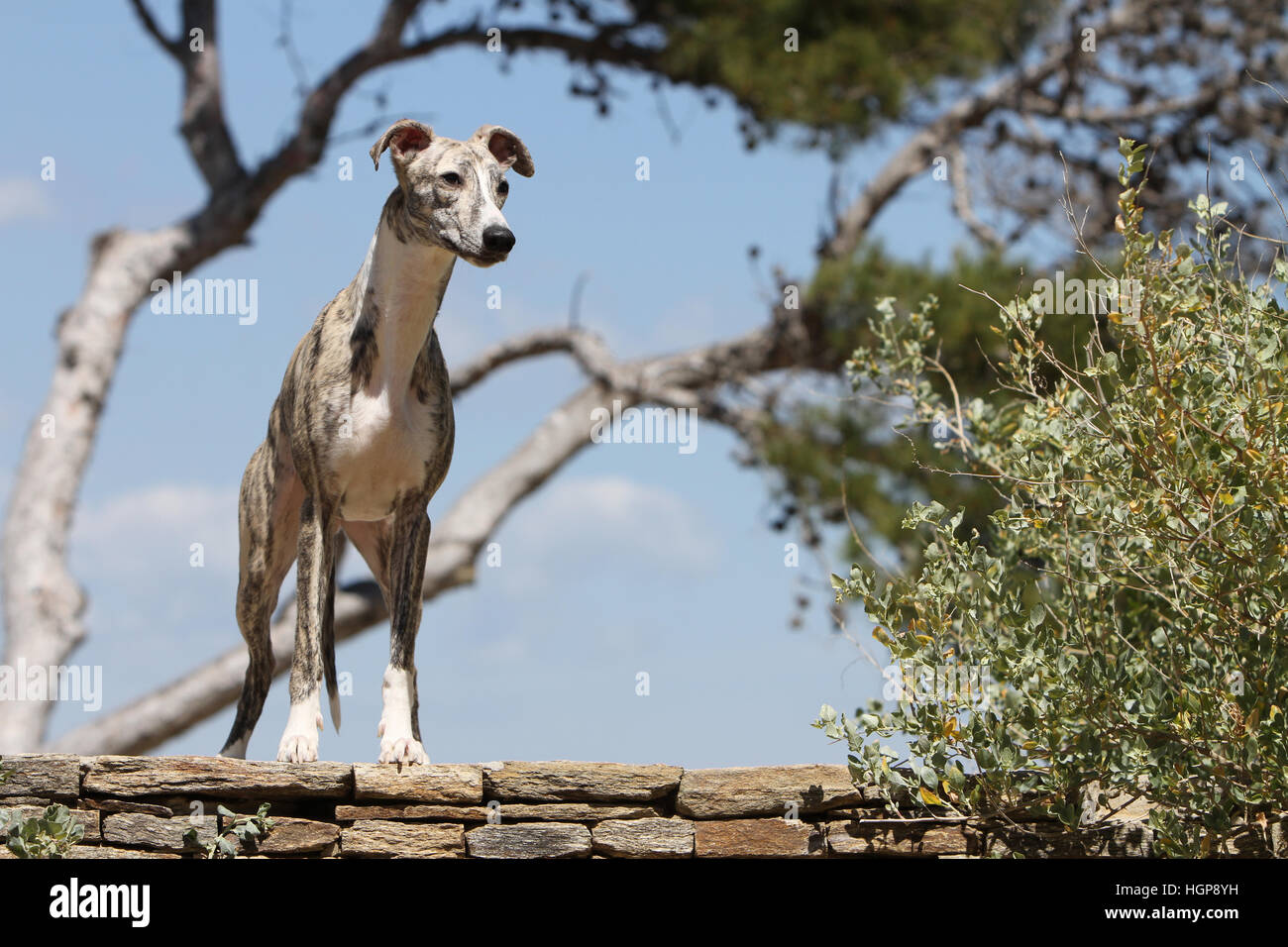 Pure Bred Whippet High Resolution Stock Photography and Images - Alamy