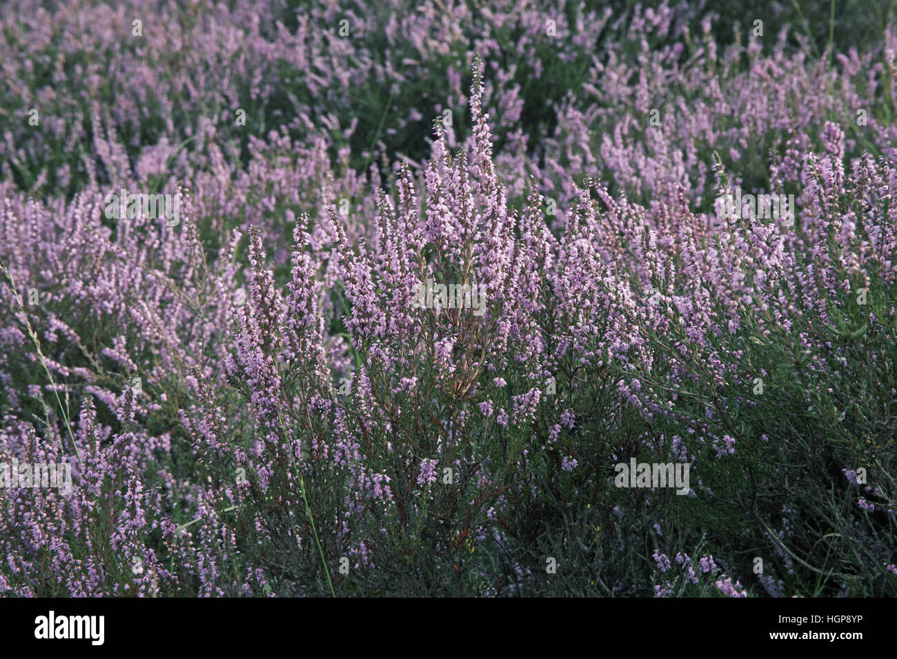 Ling Calluna vulgaris common heather Stock Photo - Alamy