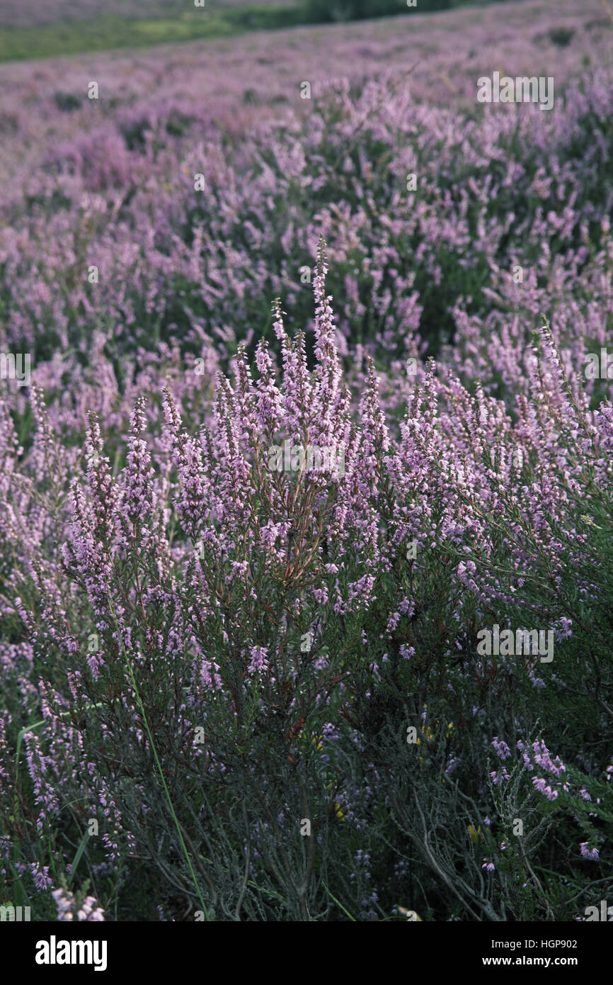 Ling Calluna vulgaris common heather Stock Photo - Alamy