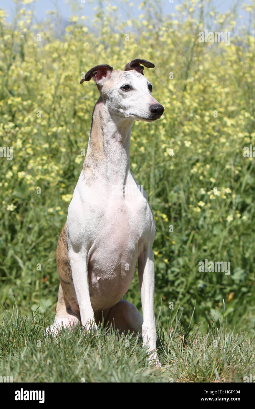 Dog Whippet (English Greyhound Miniature) adult sitting in a meadow ...
