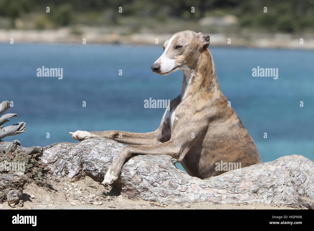 Whippets breeds hi-res stock photography and images - Alamy
