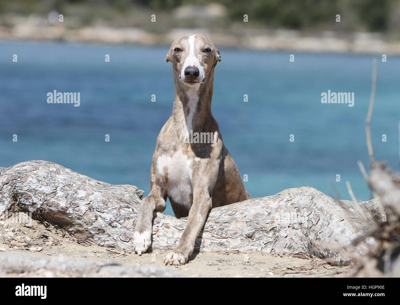 Whippets breeds hi-res stock photography and images - Alamy