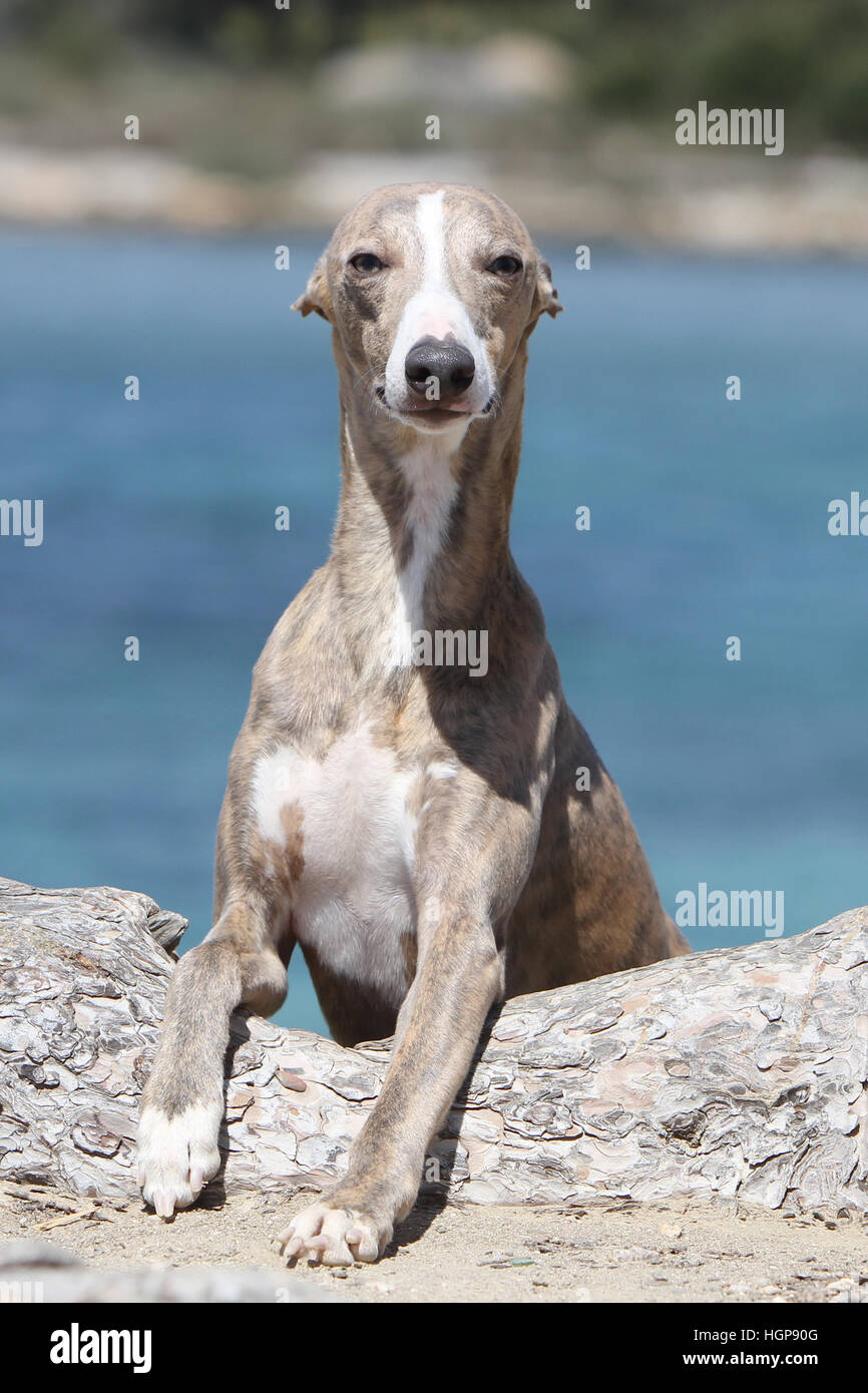 Whippets breeds hi-res stock photography and images - Alamy
