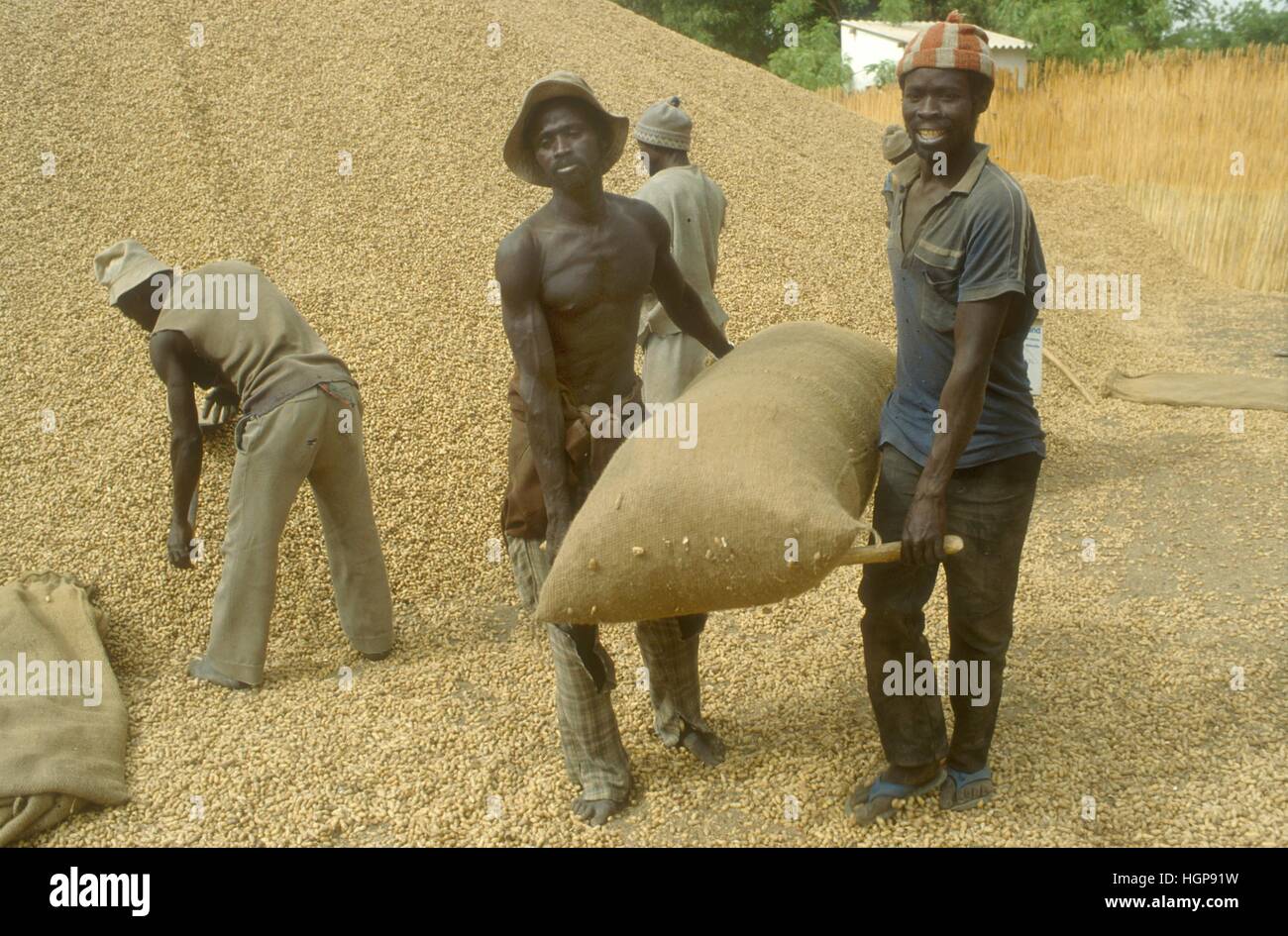 Africa, harvesting of peanuts in Senegal Stock Photo - Alamy