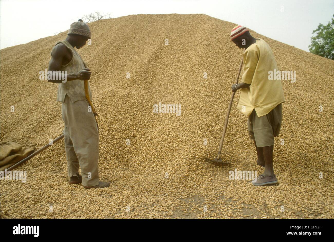 Africa, harvesting of peanuts in Senegal Stock Photo - Alamy