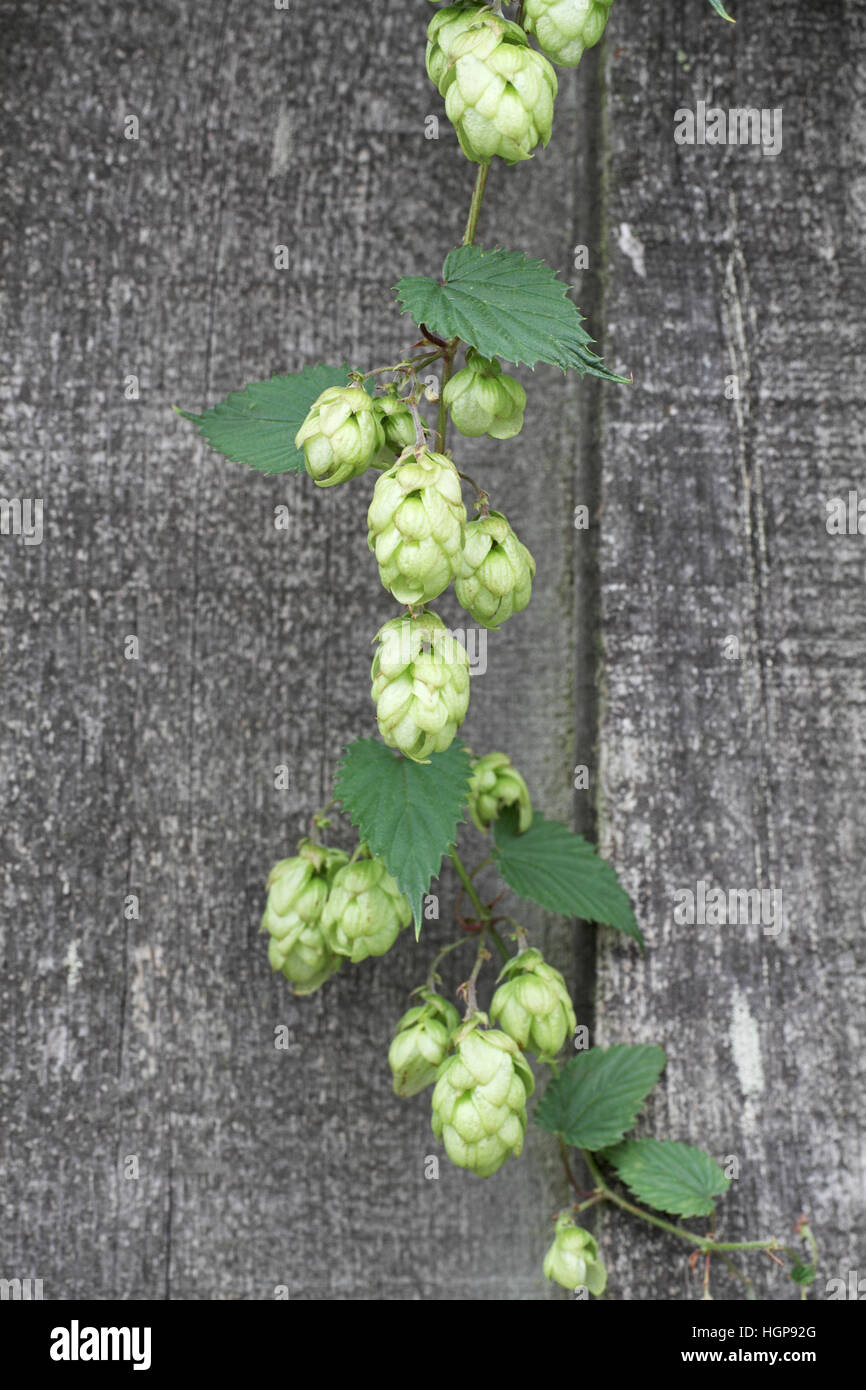 Hop Humulus lupulus fruit Stock Photo - Alamy