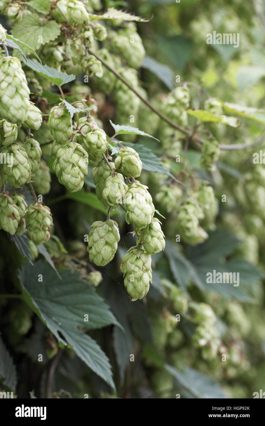 Hop Humulus lupulus fruit Stock Photo - Alamy