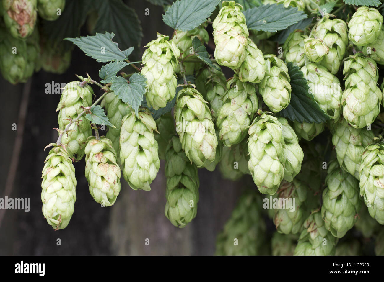 Humulus lupulus hi-res stock photography and images - Alamy