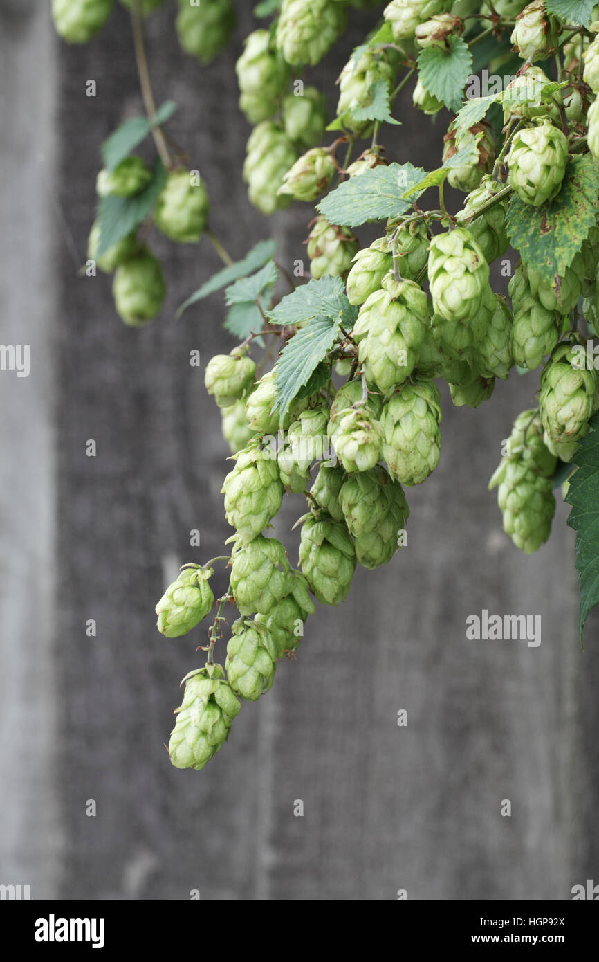 Hop Humulus lupulus fruit Stock Photo - Alamy