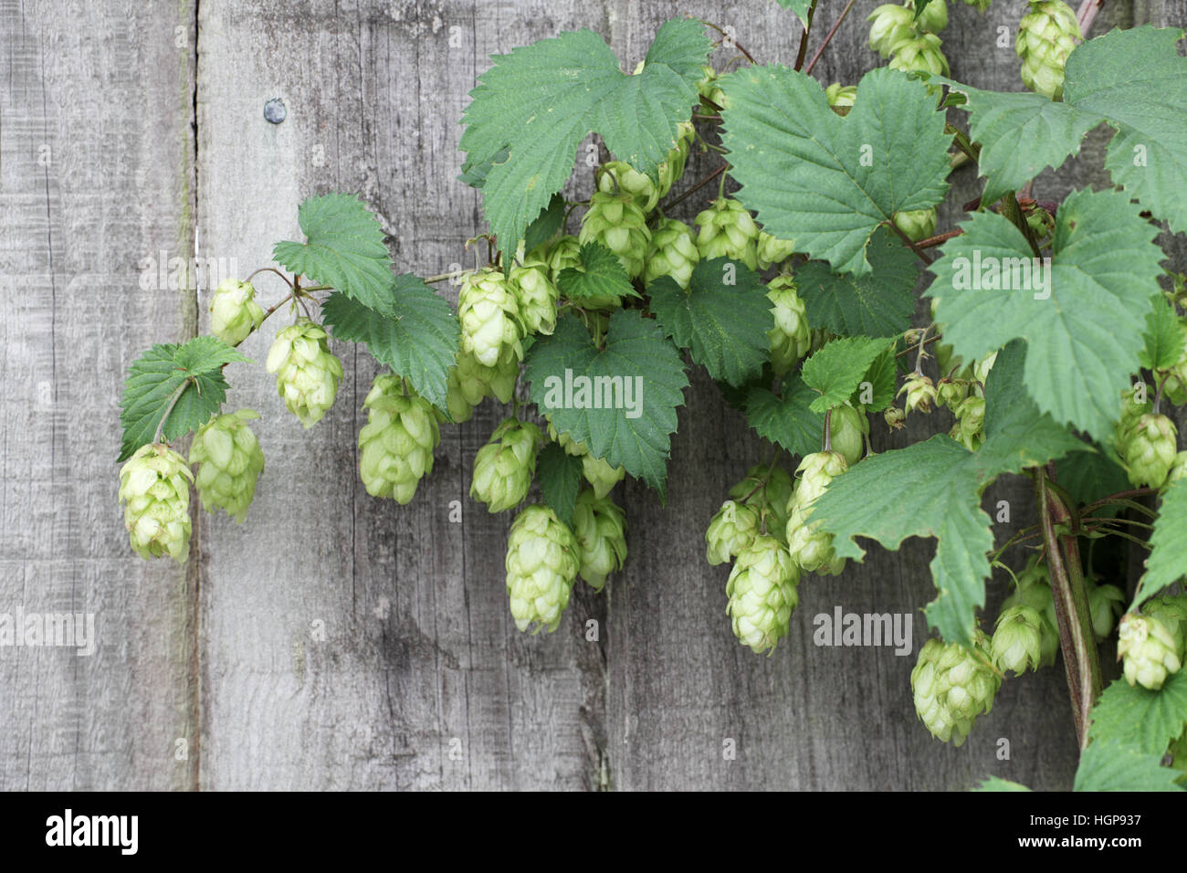 Hop fruit hi-res stock photography and images - Alamy