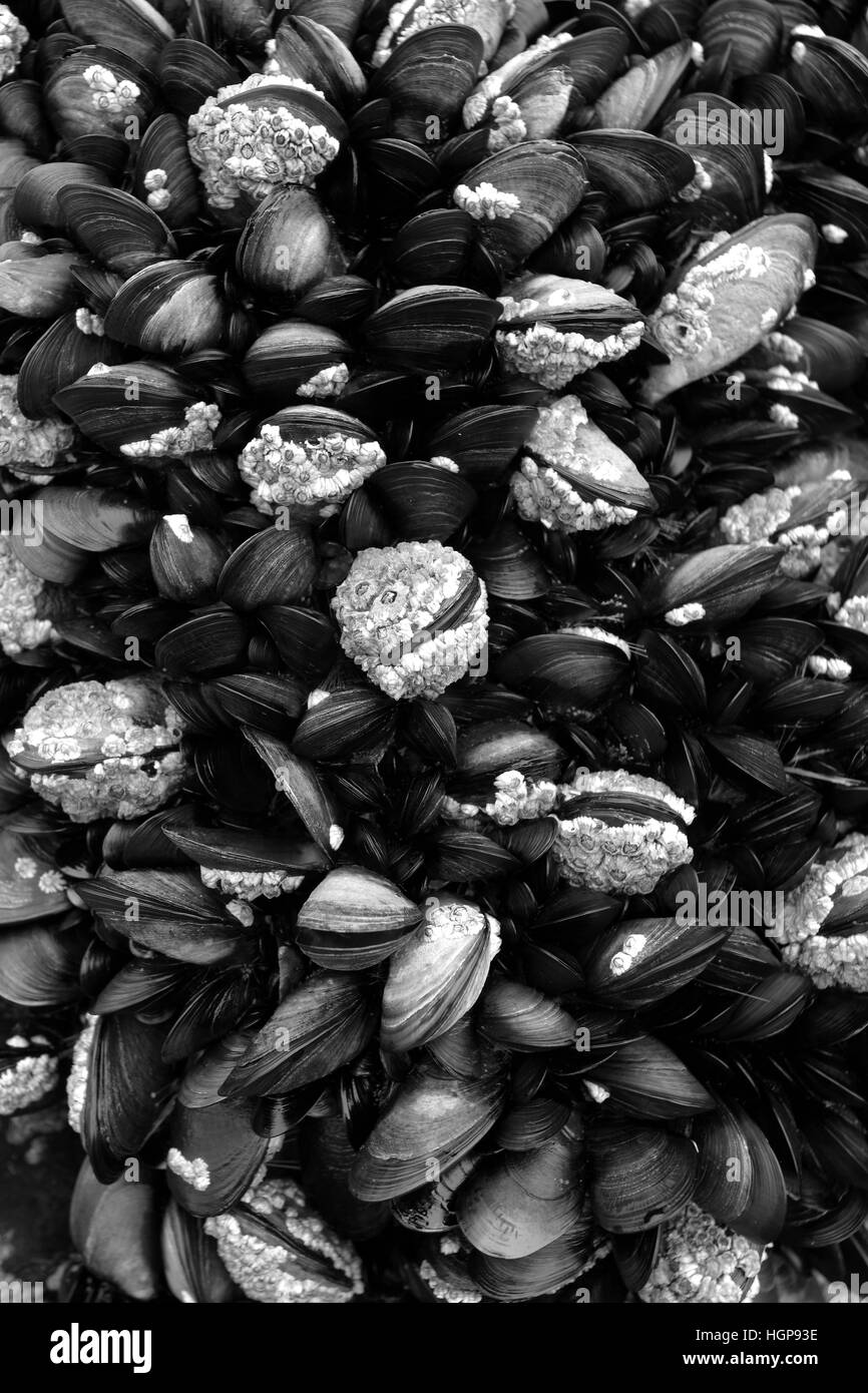 Common Mussel Bed ( Mytilus edulis Stock Photo - Alamy