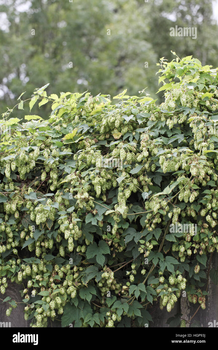 Humulus lupulus fruit hi-res stock photography and images - Alamy