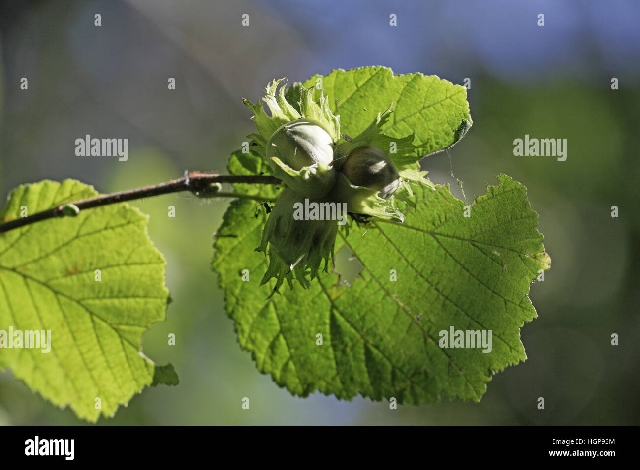 Hazel Corylus avellana nuts Stock Photo - Alamy