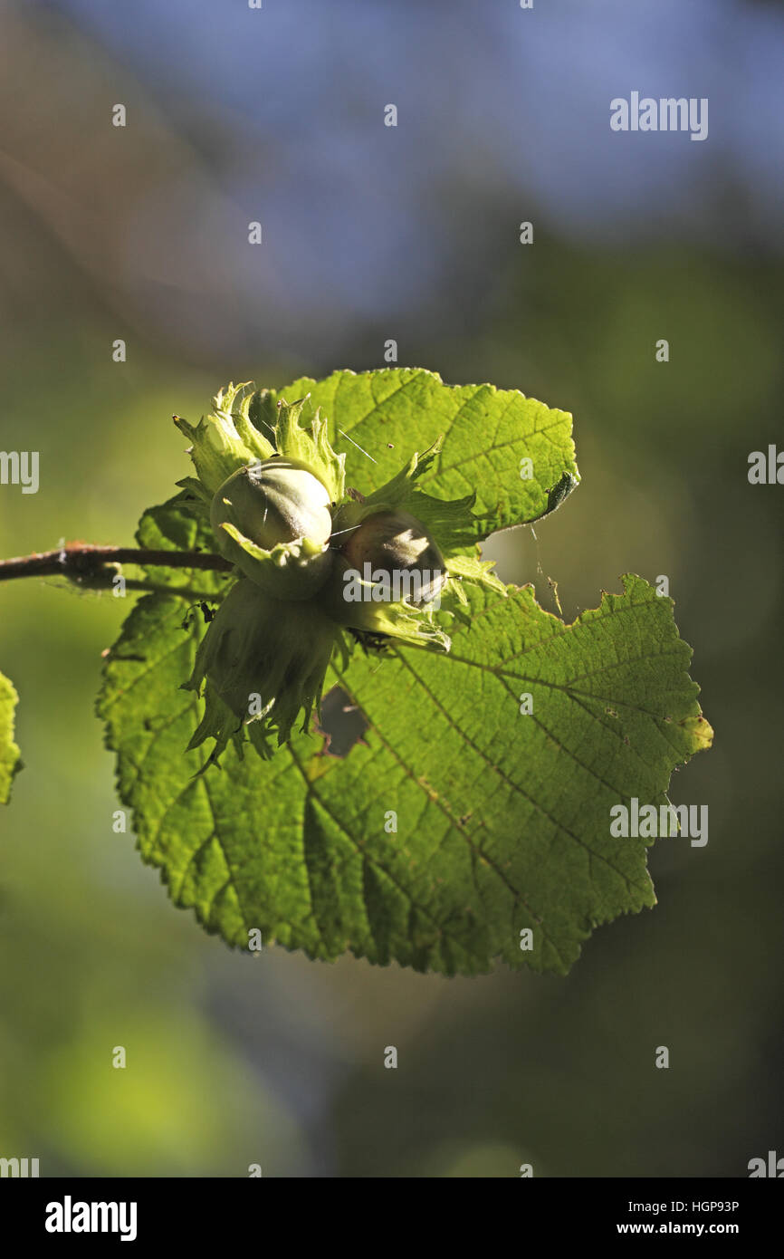 Hazel Corylus avellana nuts Stock Photo - Alamy