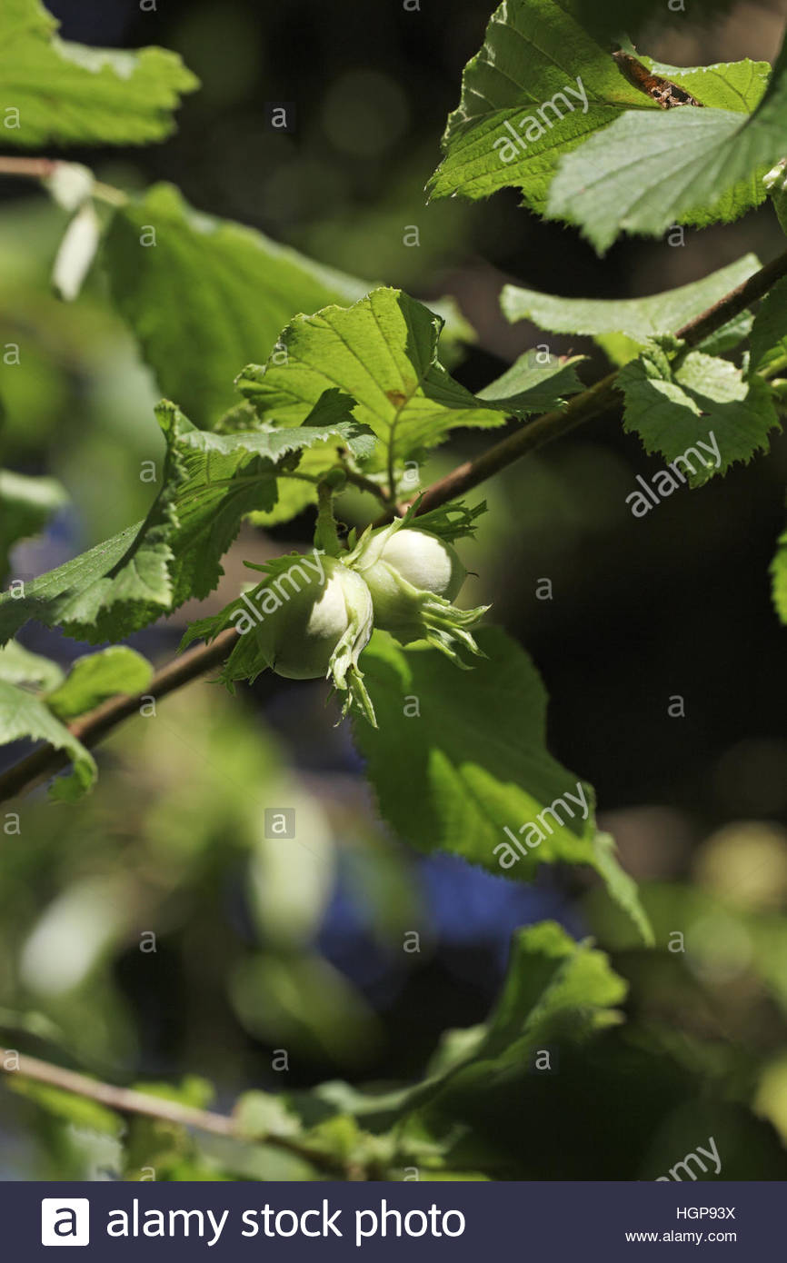Wild Hazel Corylus Avellana High Resolution Stock Photography and ...