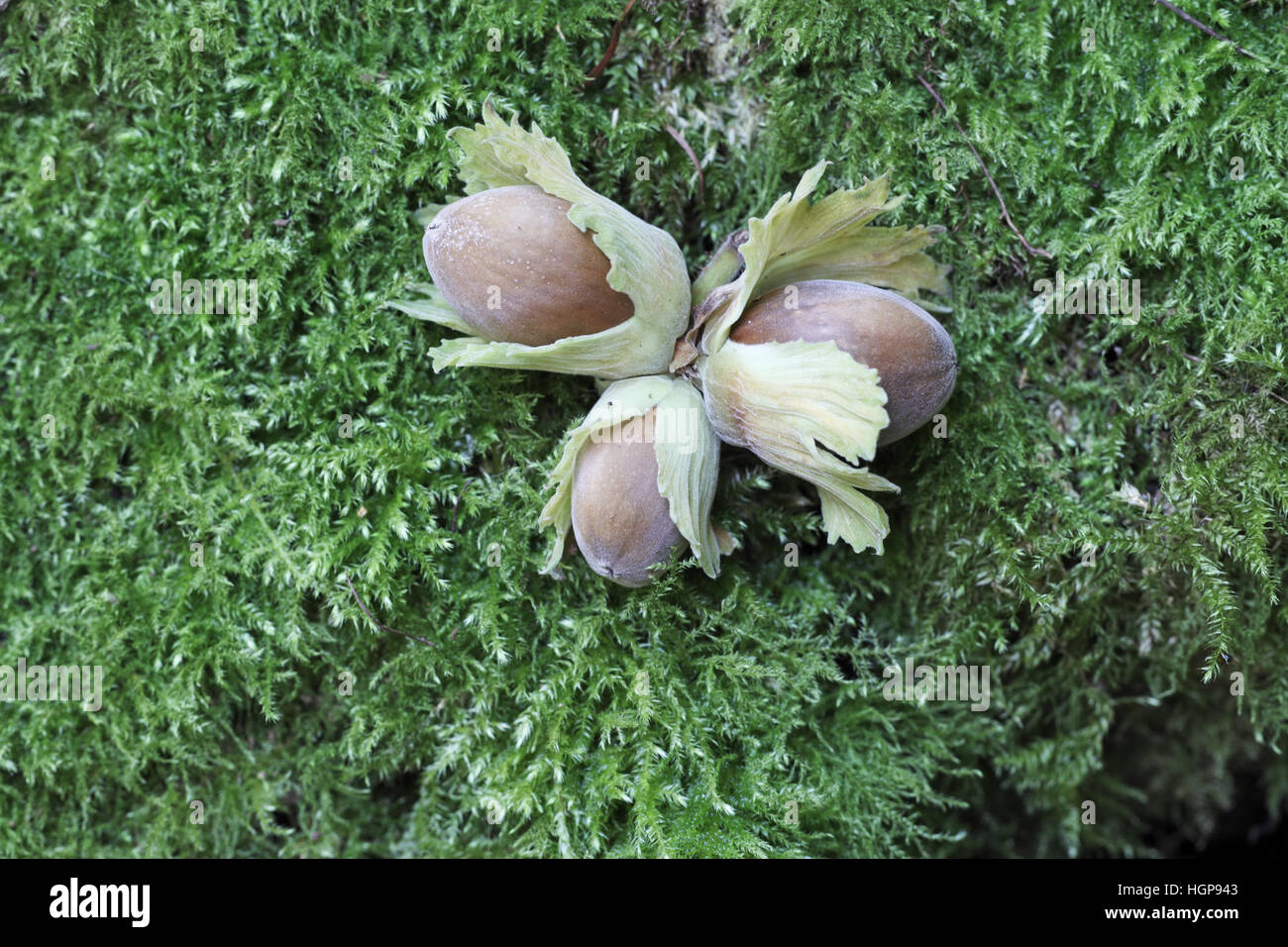 Hazel nut seed hi-res stock photography and images - Alamy