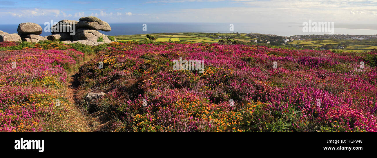 Gorse and Heather Moorland, Rosewall Hill, St Ives town, Cornwall ...