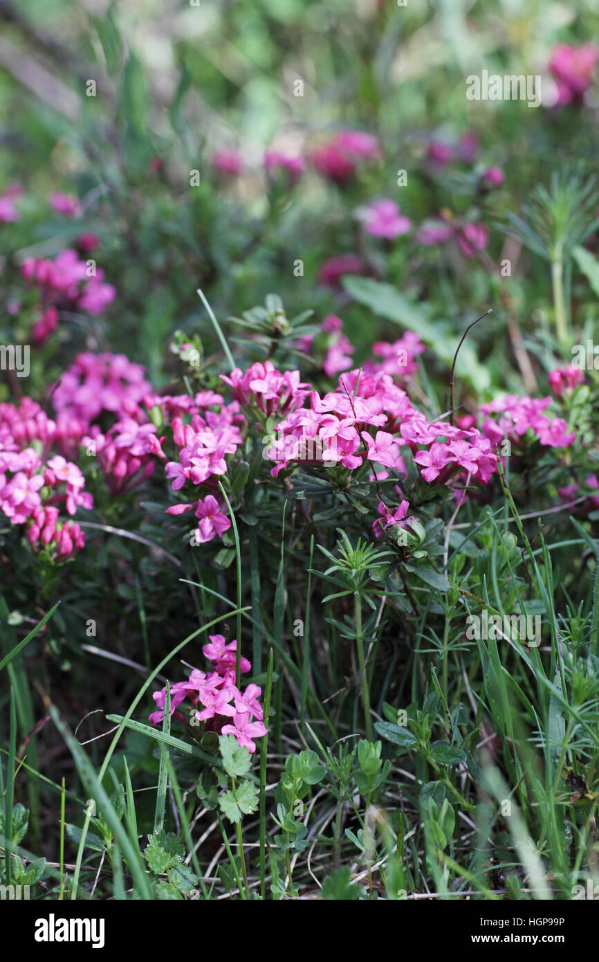 Garland flower Daphne cneorum Stock Photo - Alamy