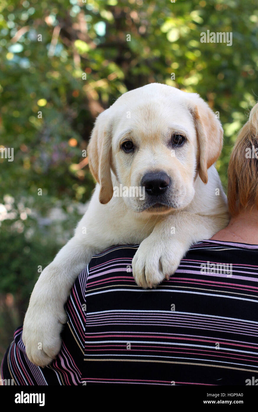 the little cute yellow labrador puppy a shoulder of a man Stock Photo ...