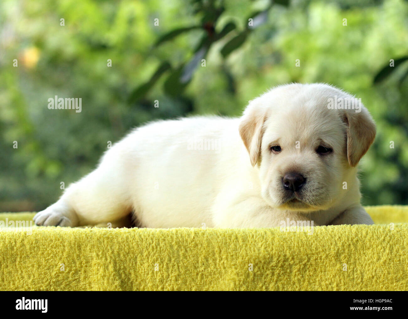 a little yellow labrador puppy laying on a yellow background Stock ...