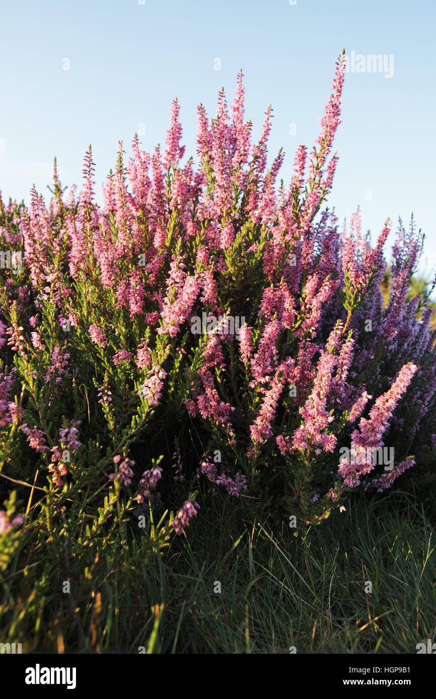 Common ling hi-res stock photography and images - Alamy