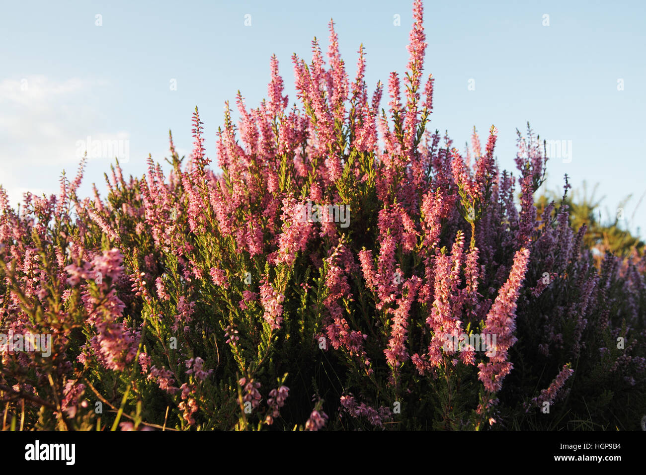 Common Heather or Ling Calluna vulgaris Rockford Common New Forest ...