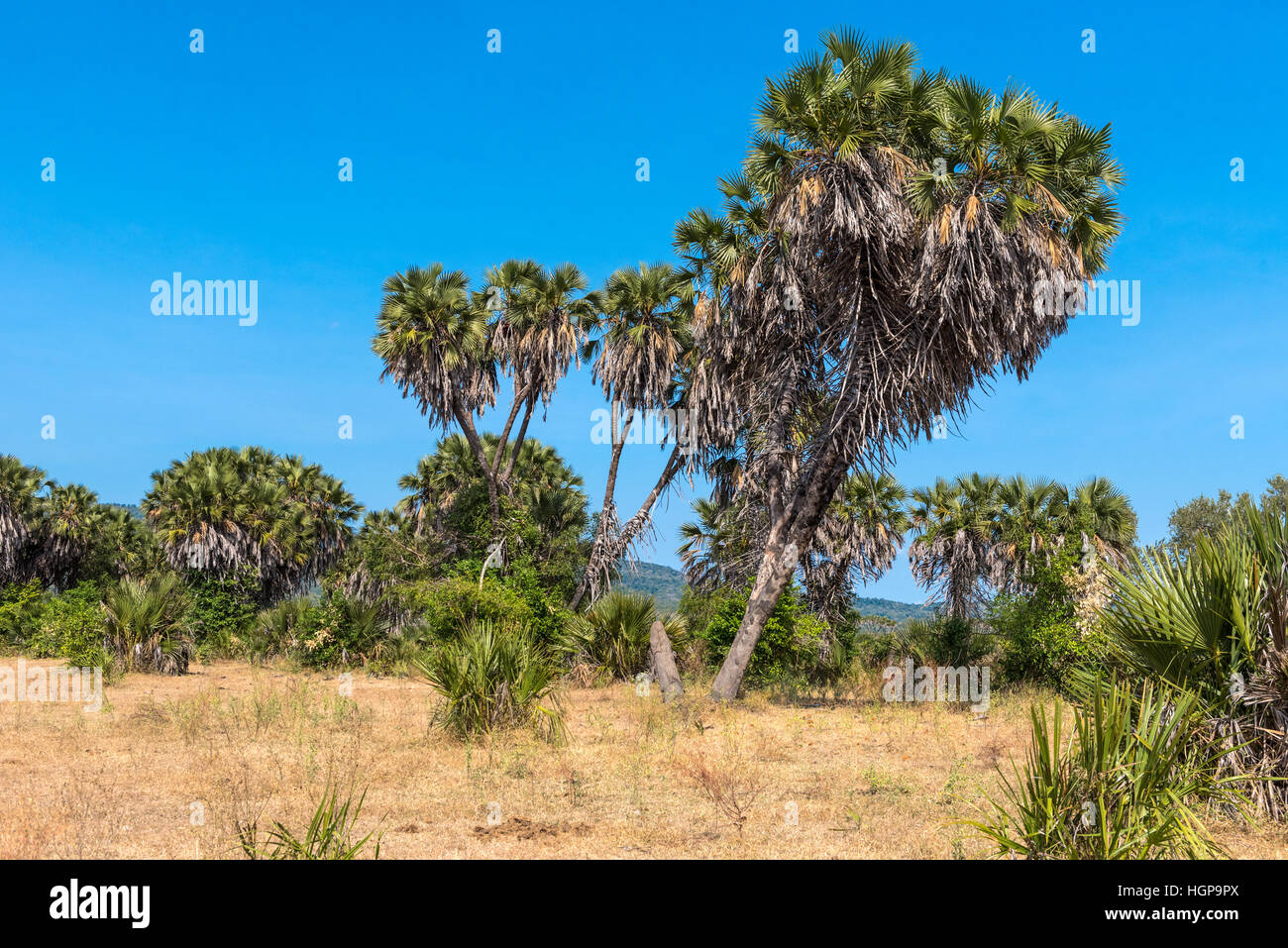 Doum Palm Trees also known as the Gingerbread Tree near the Behobeho ...