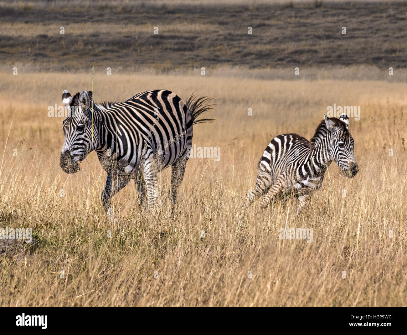 Skittish Zebra in Hwange National Park Zimbabwe Stock Photo - Alamy
