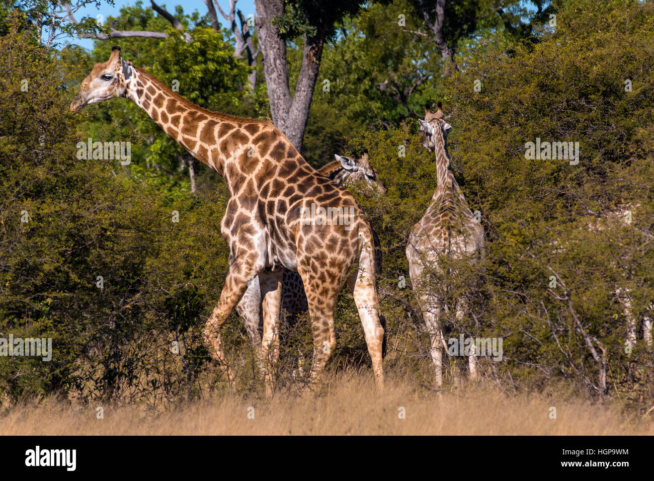 South African Giraffe family in Hwange National Park Zimbabwe Stock ...